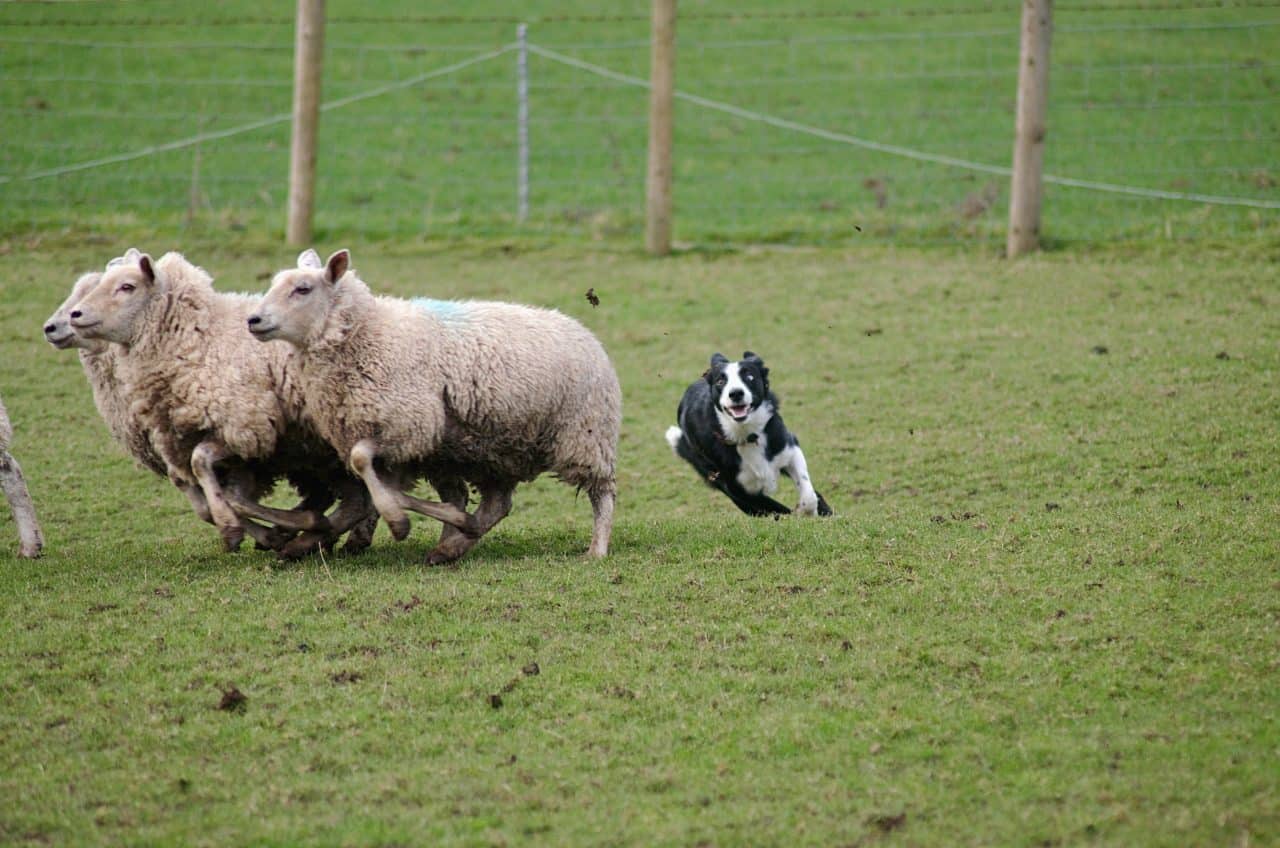 Dogs Chasing and Worrying livestock. - That'll Do Academy