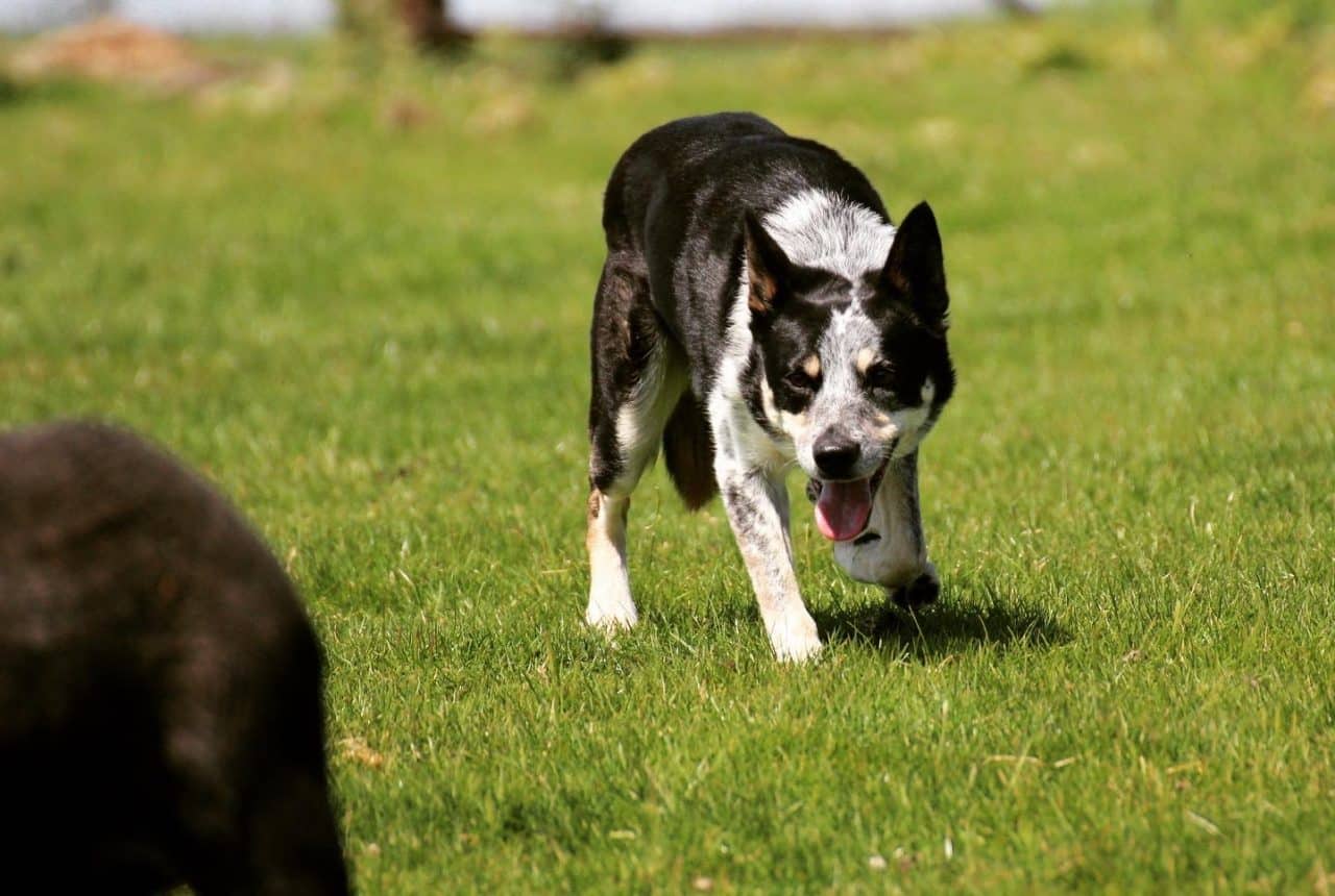 You can't take the herding instinct away from the Border Collie. - That ...