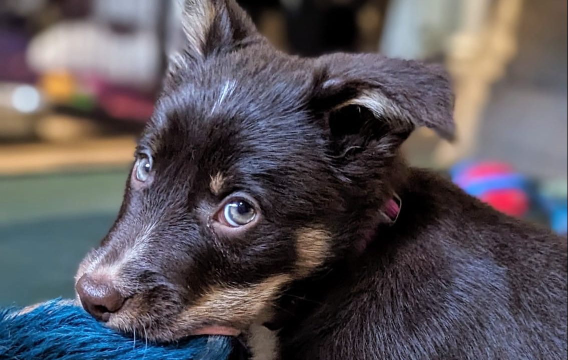 Episode 62: My Border Collie puppy is biting! - That'll Do Academy