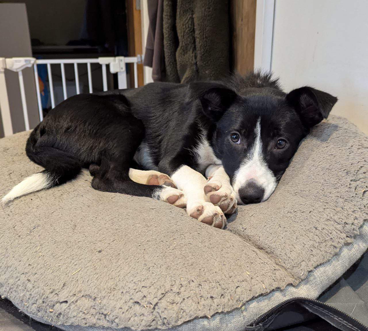 Why Enrichment Alone Won’t Change Your Border Collie’s Behaviour - That ...